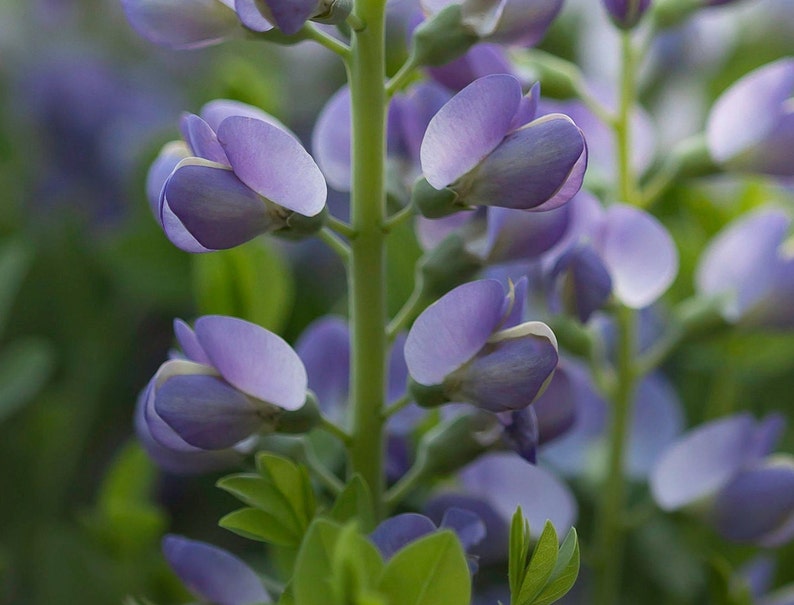 Blue False Indigo - Etsy