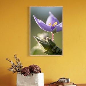 Spiderwort Photographic Print - Etsy