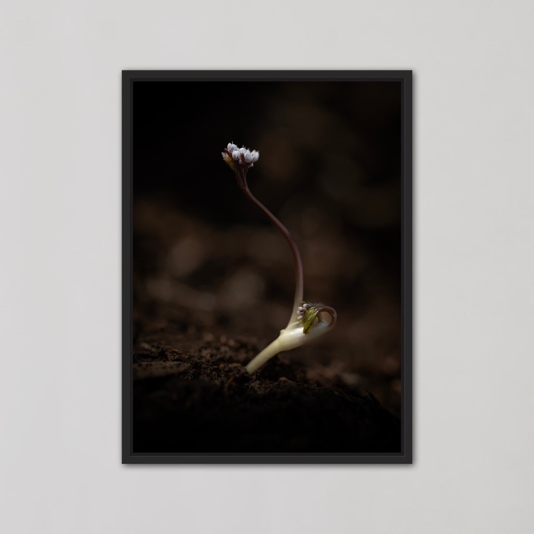 Harbinger of Spring Wildflower Photographic Print - Etsy