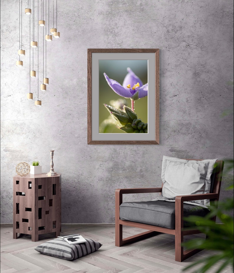Spiderwort Photographic Print - Etsy