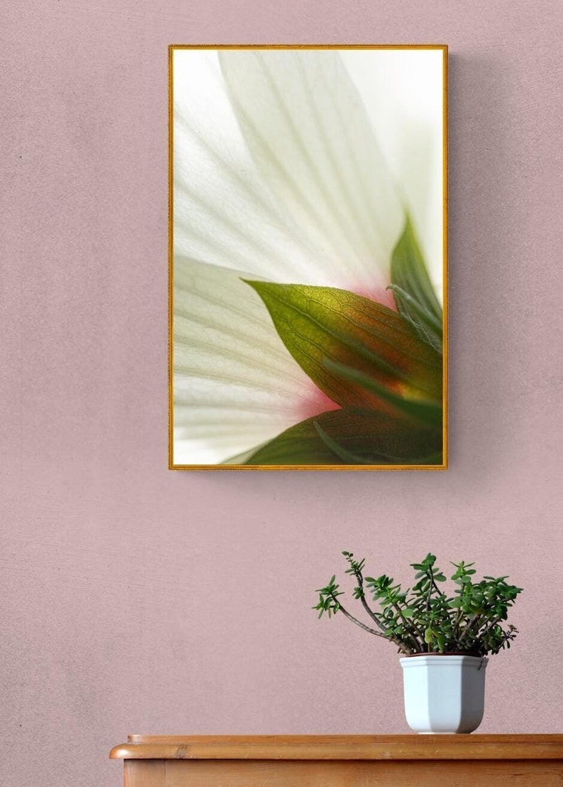 Rose Mallow / Swamp Mallow / Native Hibiscus Flower Macro Photographic ...