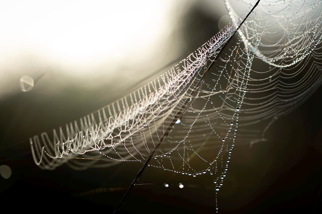 Subtle Color Asymmetrical Spider Web Photographic Print - Etsy