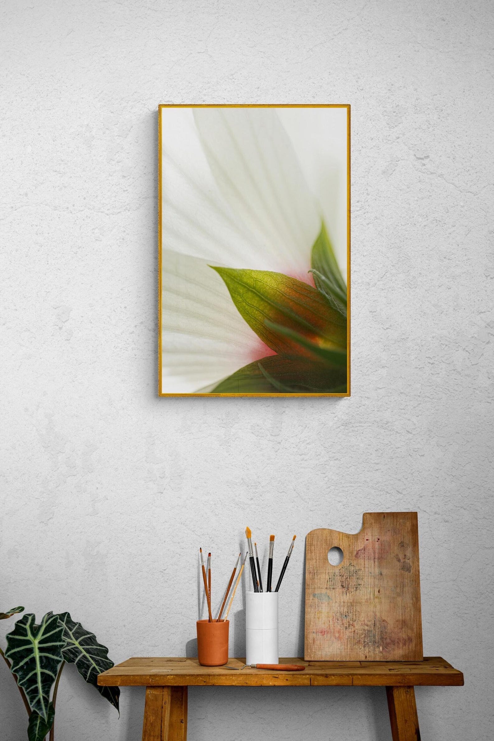 Rose Mallow / Swamp Mallow / Native Hibiscus Flower Macro Photographic ...