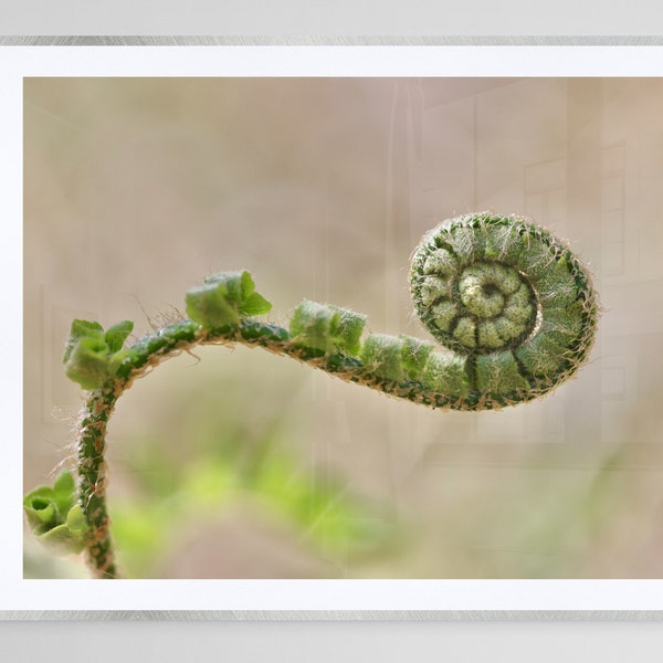 Fiddlehead Fern Art - Etsy