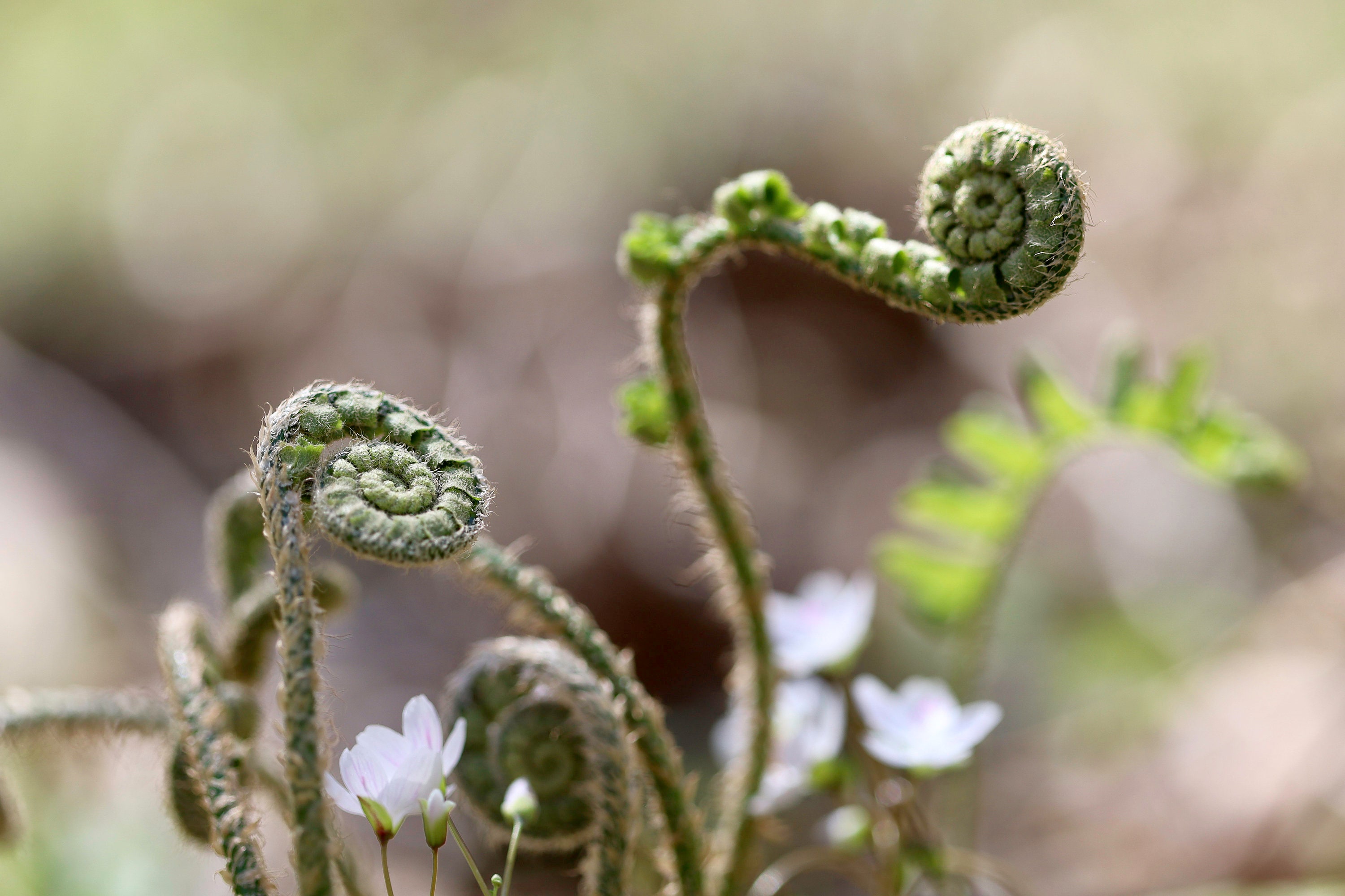 Fiddlehead Ferns Photographic Print, Native Plants, Unfurling Frond ...
