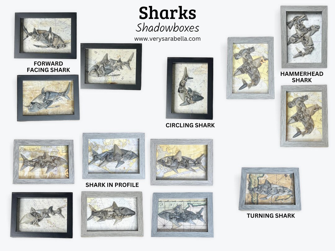 Shark Shadow Box, Shark Teeth, Shark Tooth, Decor, Gift - Etsy