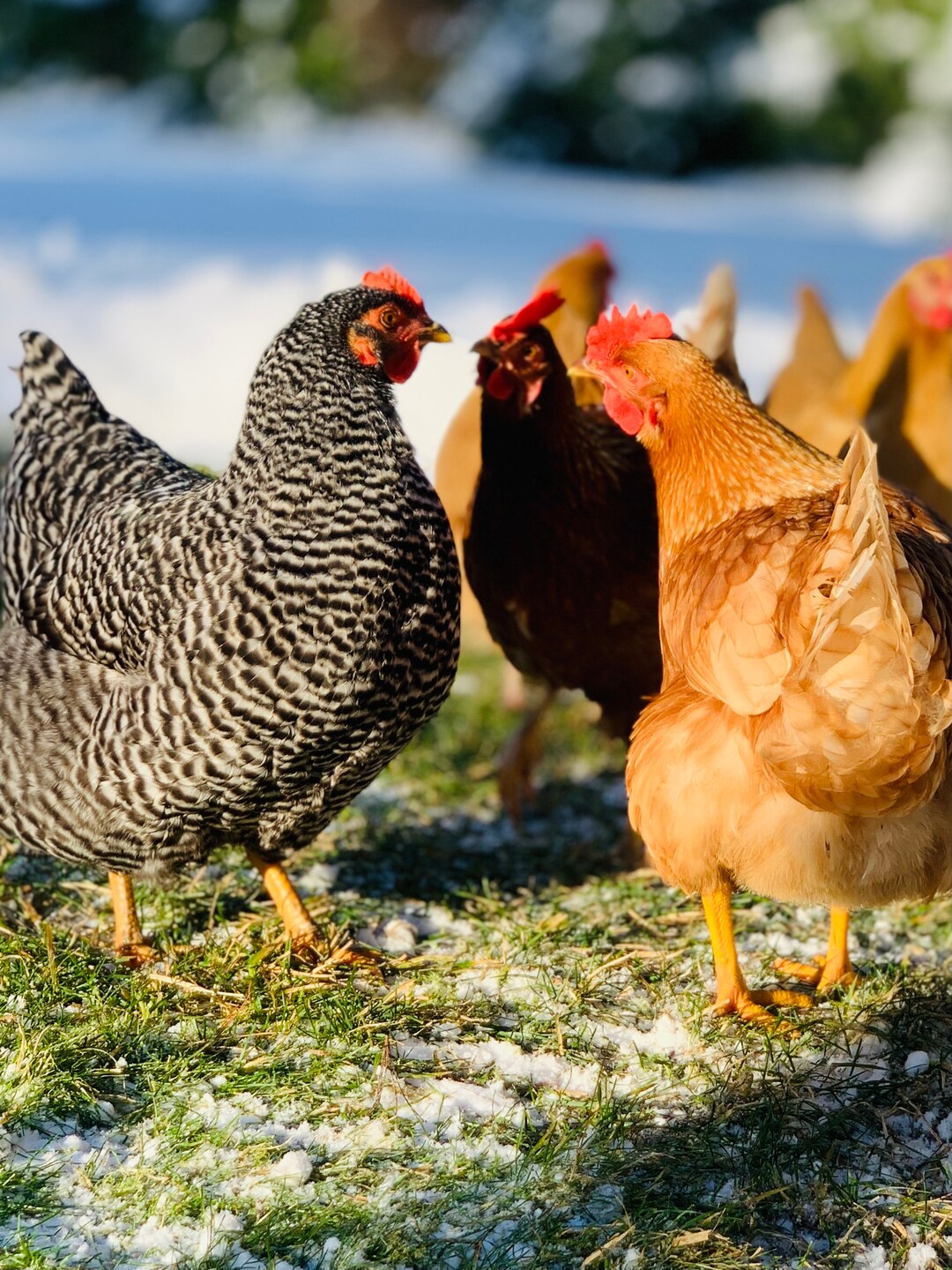 Flock of Chickens / Digital Download/ Digital Print - Etsy Australia