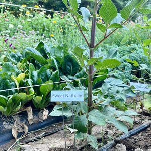 Waterproof Plant Label Metal Garden Stake Custom Stainless Steel Herb ...