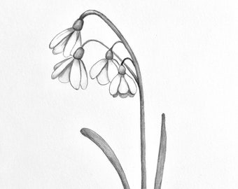 Snowdrops the End of Winter an A4 Photographic Print 11.75 X 8.5 Inch ...