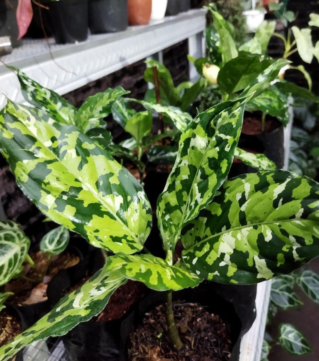 Aglaonema Pictum Tricolor Pflanze Kostenlose - Etsy.de
