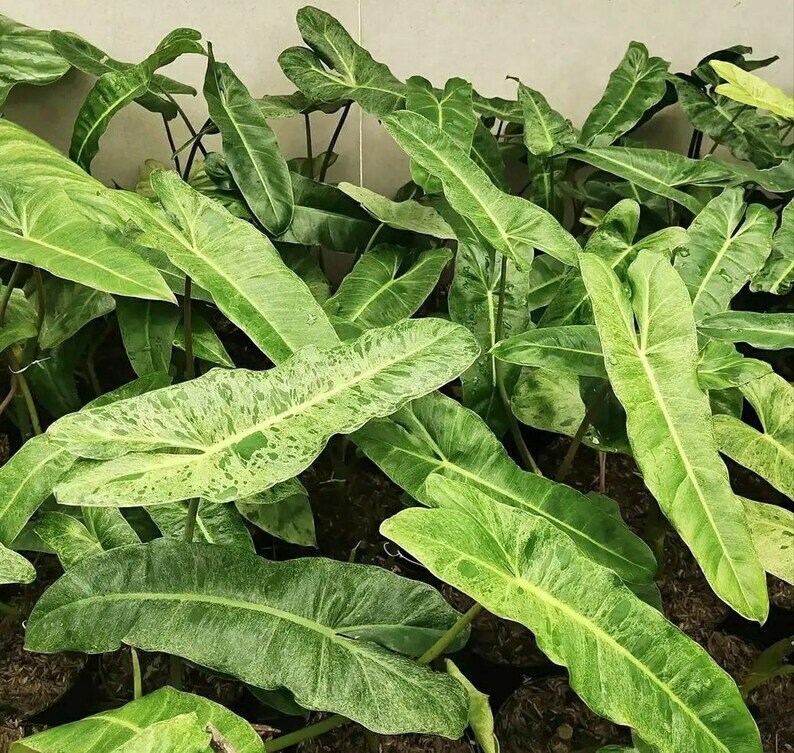 Philodendron Paraiso Verde Free Phytosanitary Certificate - Etsy