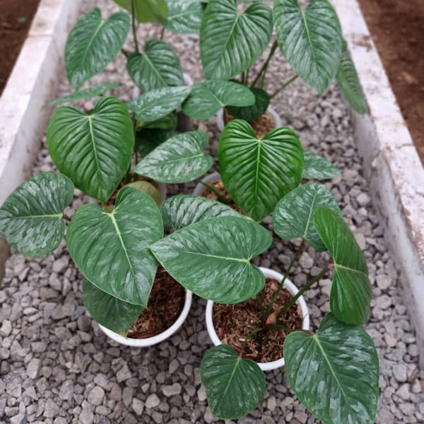 Philodendron Sodiroi - Etsy