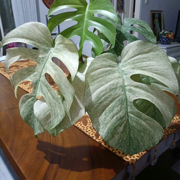 Monstera White Mint - Etsy