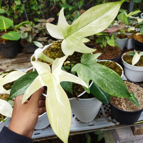 Florida Ghost Philodendron - Etsy