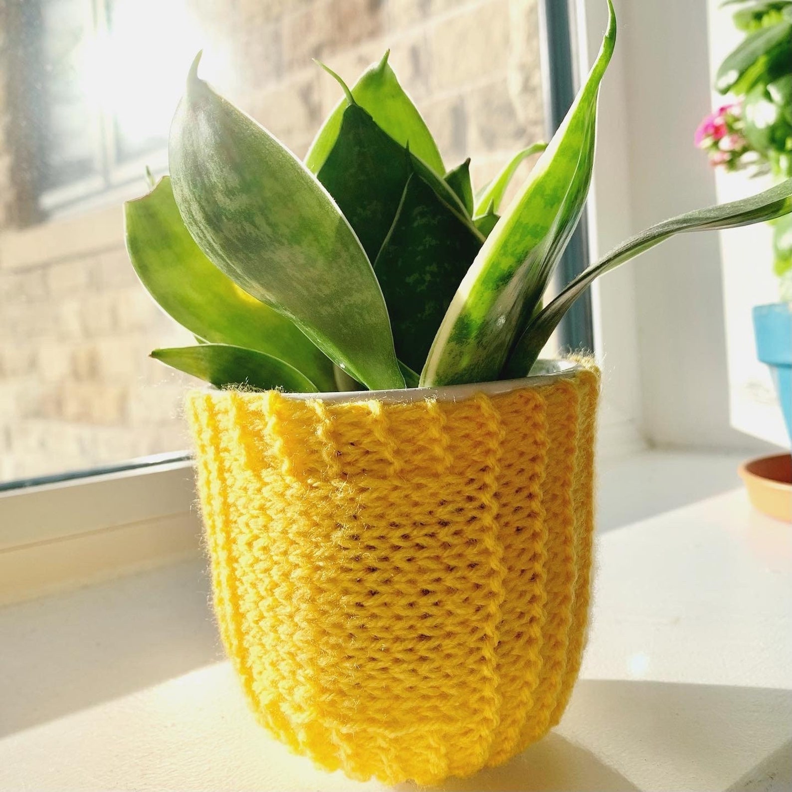 Handmade Knitted Plant Pot Cover - Keeps Houseplants Cosy, Colourful ...