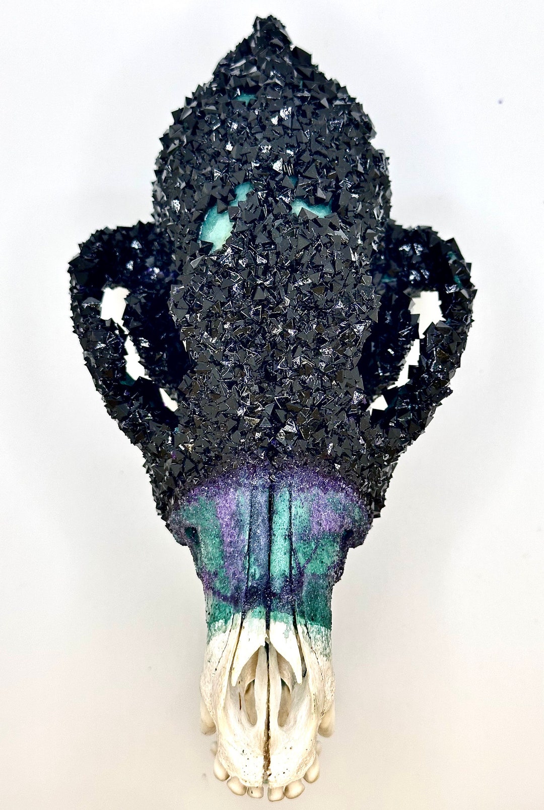 Crystallized Coyote Skull Dark amethyst Geode Real Animal Bones ...