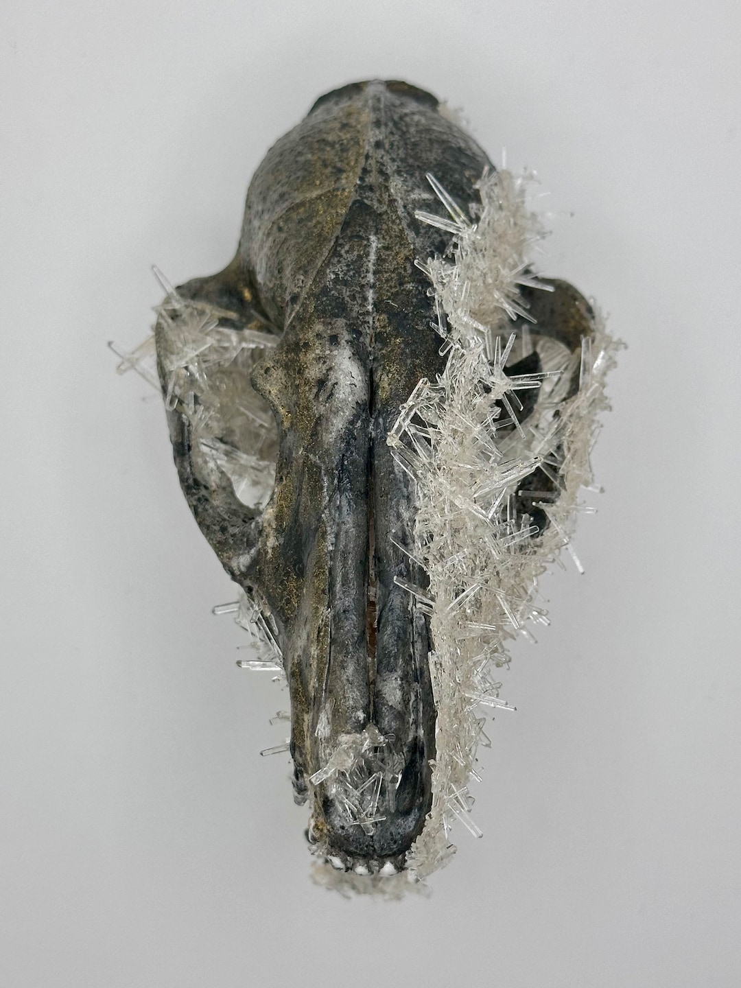 Crystallized Raccoon Skull Black Ink and Gold Crystal Geode Real Animal ...