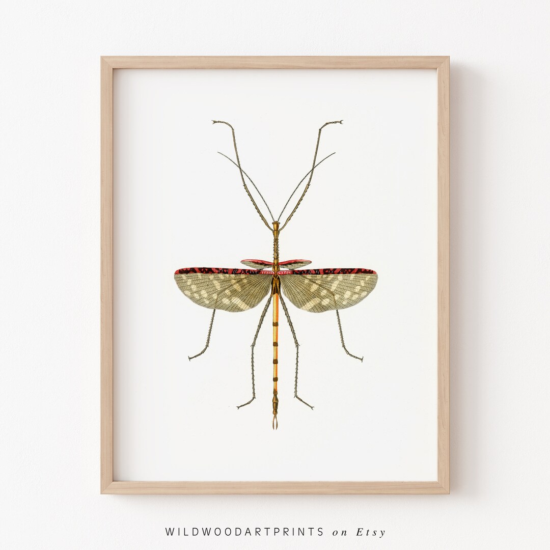 Retro Insect Art Print, Vintage PRINTABLE Wall Art, Stick Insect ...