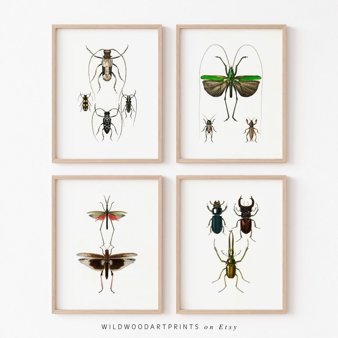 Vintage Insect Art Print, Set of 4 PRINTABLE Wall Art, Antique Beetle ...