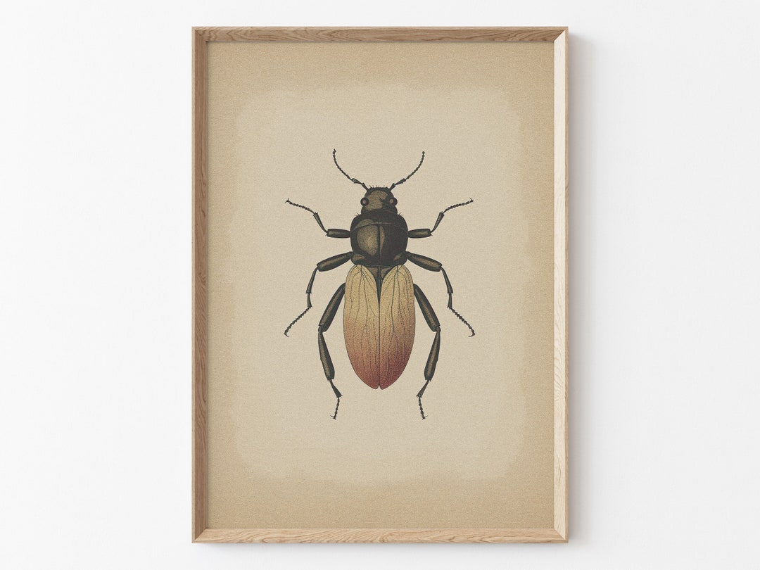 Vintage Bug Insect, Antique Beetle PRINTABLE Wall Art Print ...