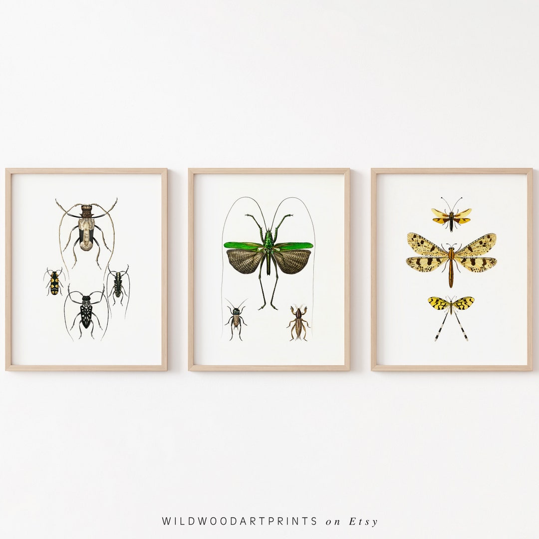Vintage Insect Art Print, Set of 3 PRINTABLE Wall Art, Art Nouveau ...