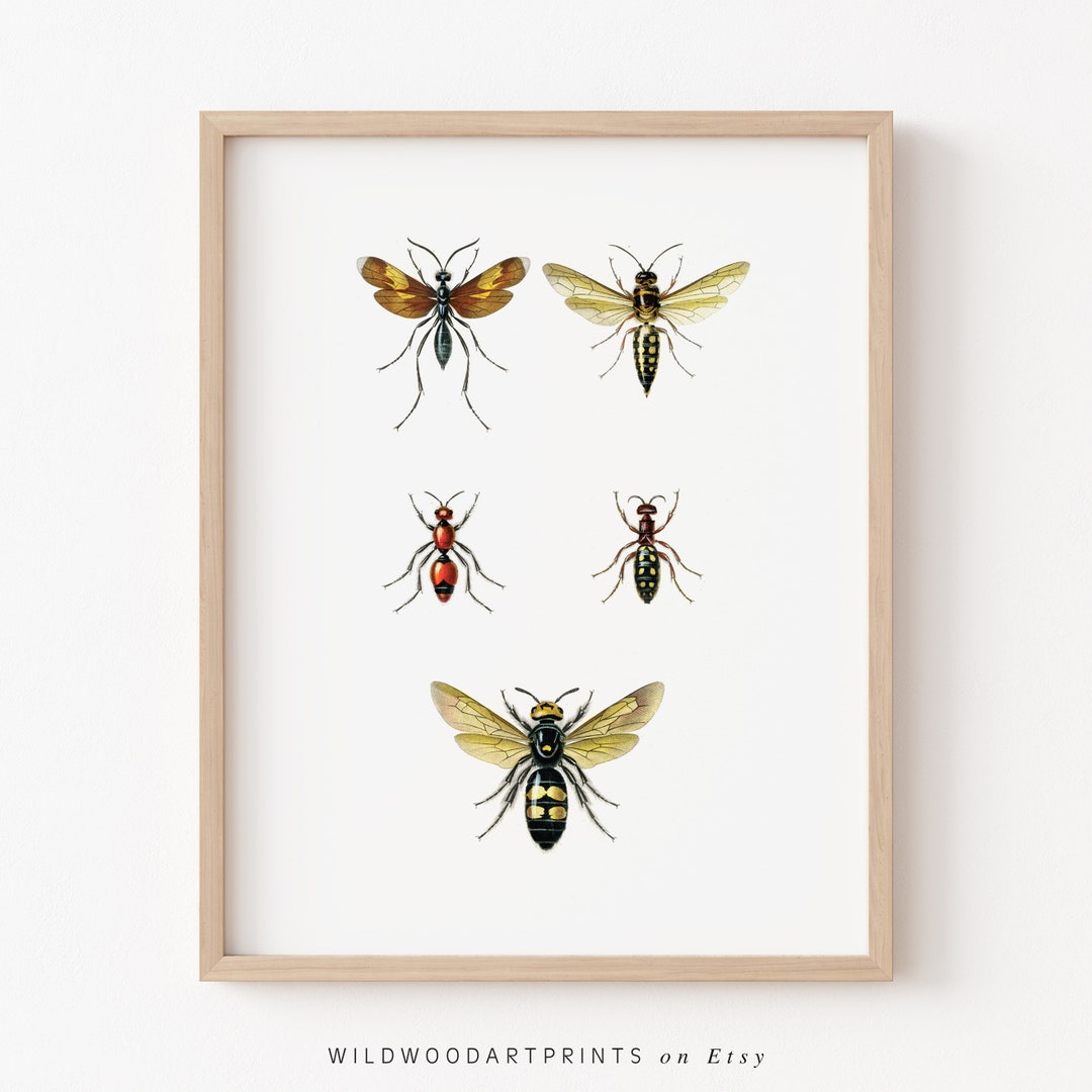 Vintage Insect Art Print, Antique Wasp PRINTABLE Wall Art, Honey Bee ...