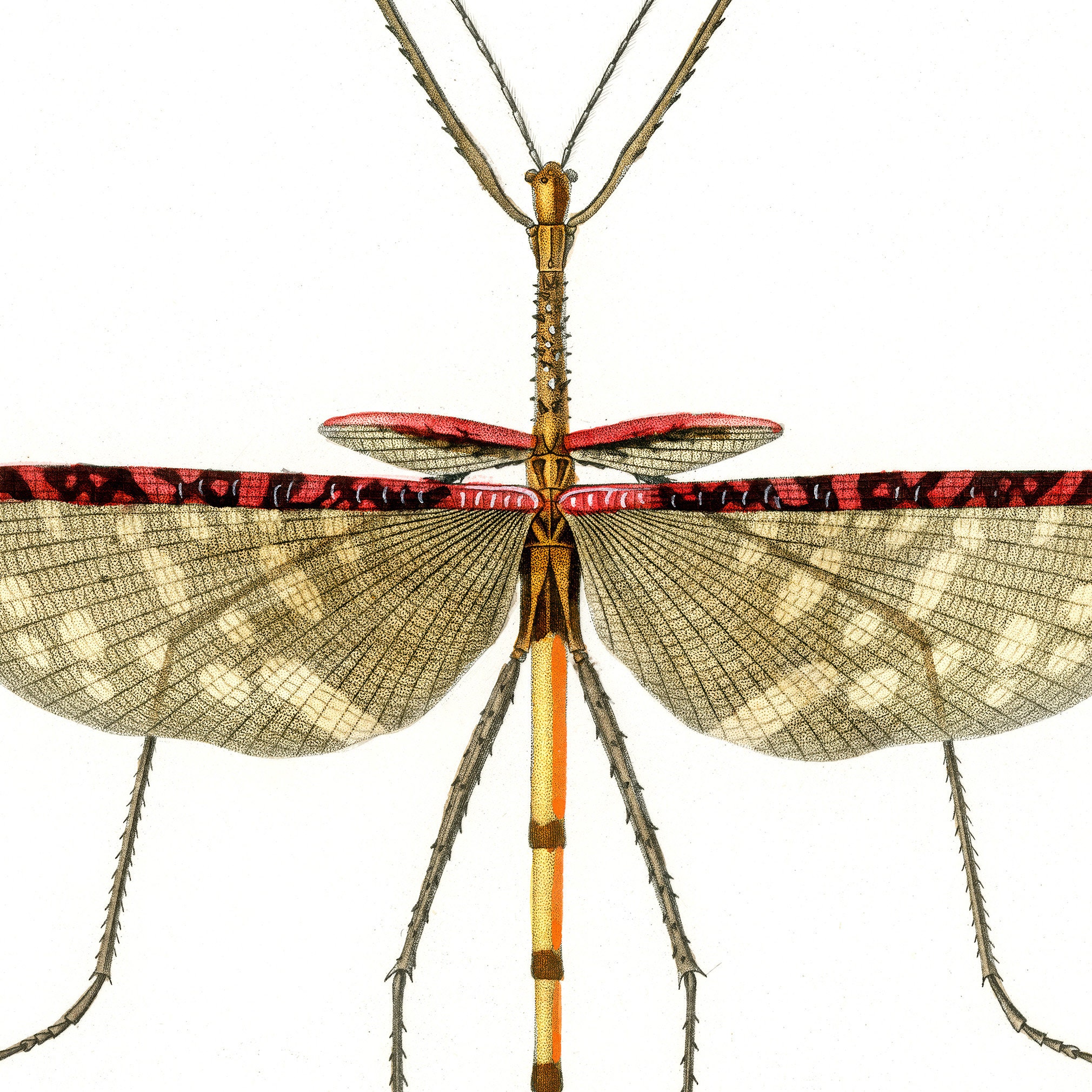 Retro Insect Art Print, Vintage PRINTABLE Wall Art, Stick Insect ...