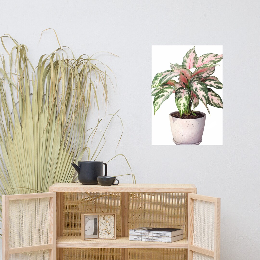 Aglaonema 'pink Dalmatian Watercolor Poster Botanical Wall Art for Your ...