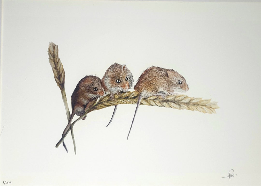 Field Mice, Limited Edition Print - Etsy