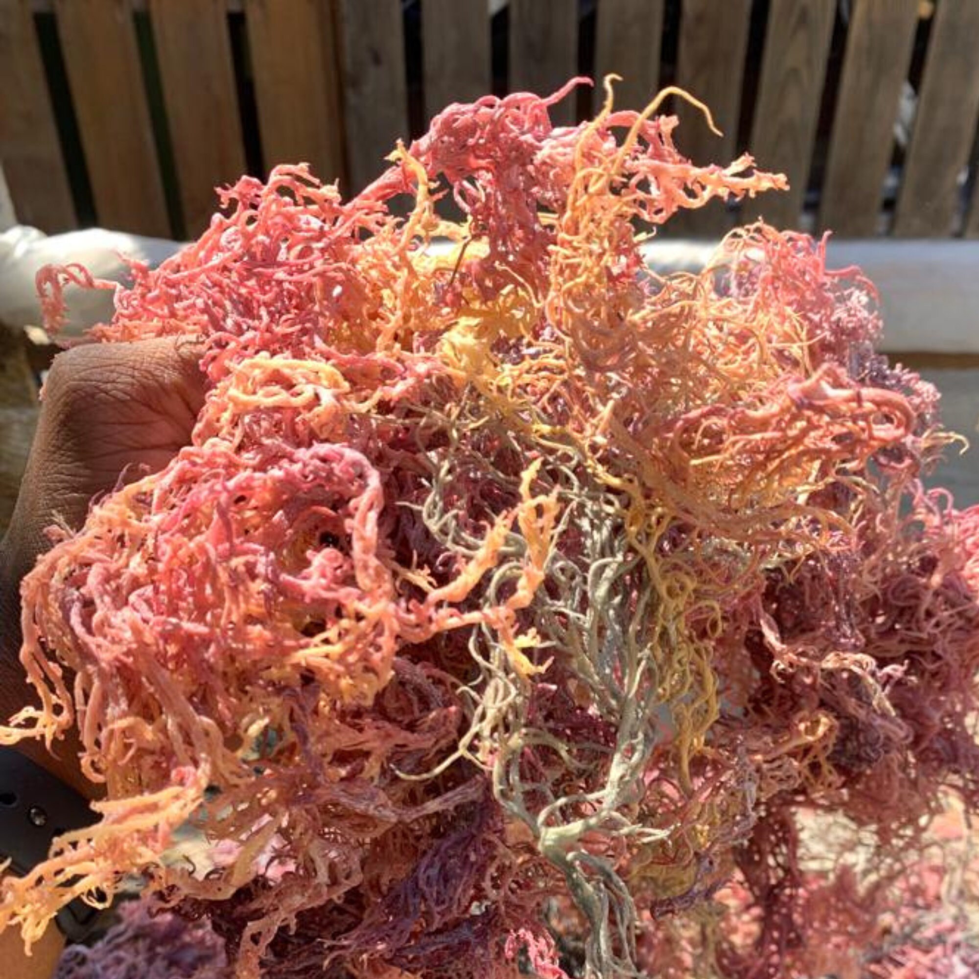Multicolor Wildcraft Sea Moss, Full Spectrum Sea Moss, Dr Sebi, St ...