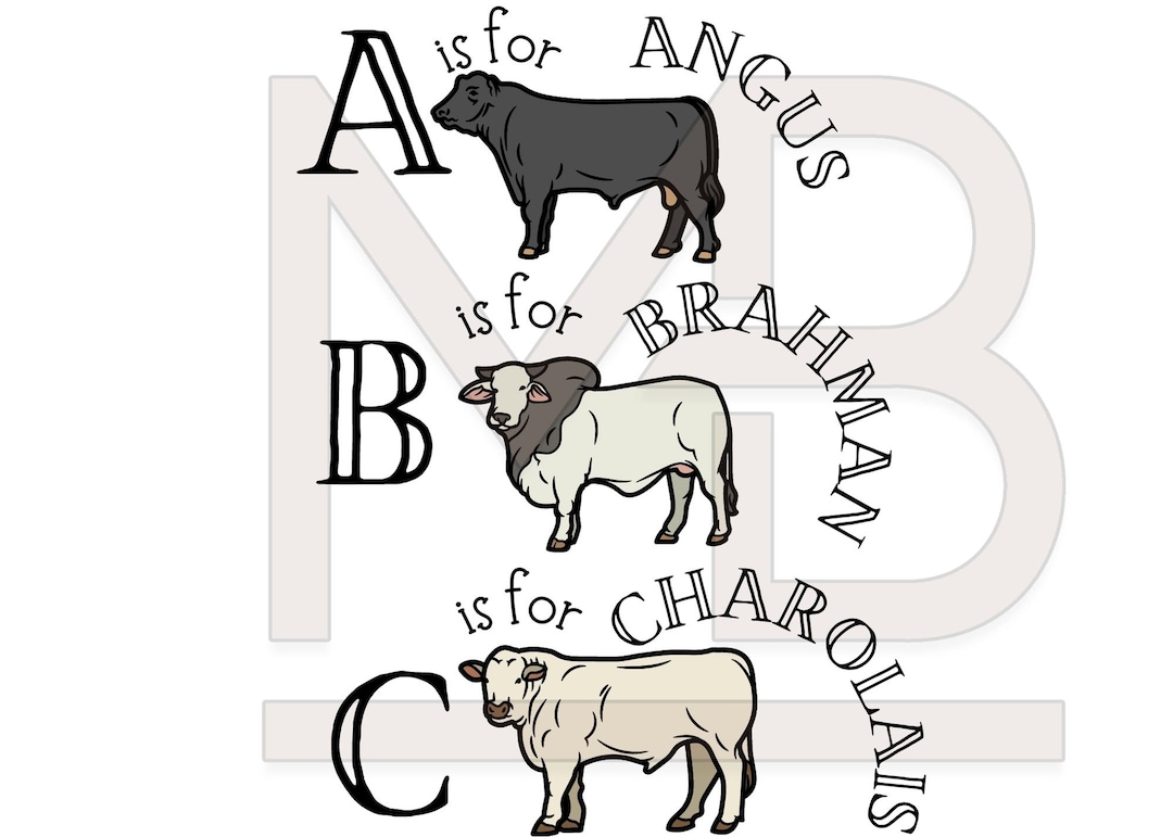 ABC Cow Breeds, ABC, Angus, Brahman, Charolais, Show Cattle, Bull ...