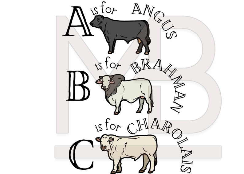 ABC Cow Breeds, ABC, Angus, Brahman, Charolais, Show Cattle, Bull ...
