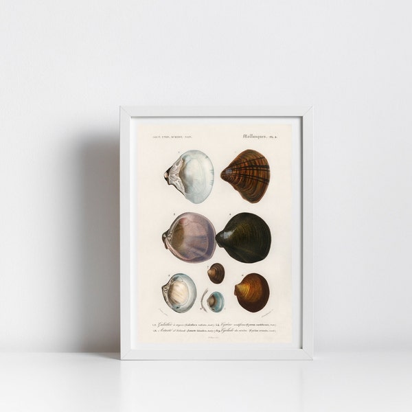 Shell Art Print - Etsy