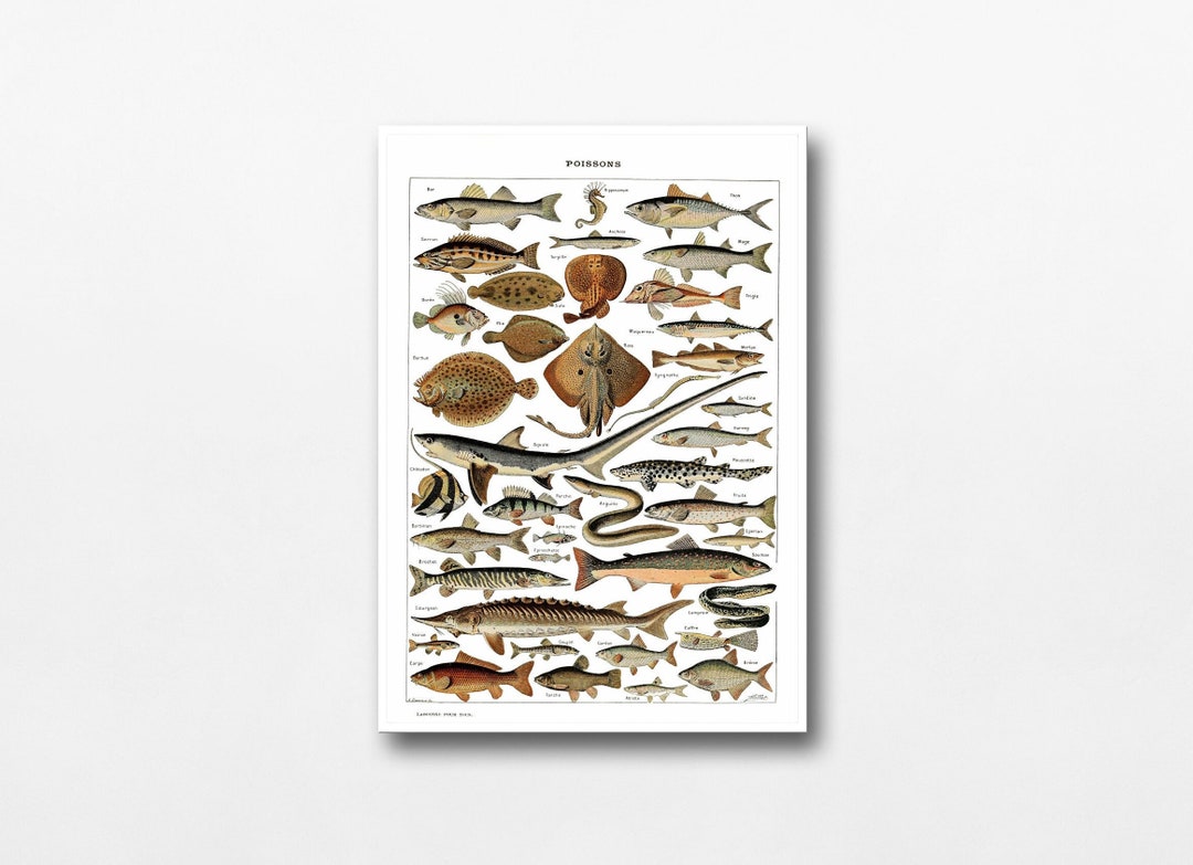 Poissons Vintage Fish Chart From the 1900s by French Artist - Etsy