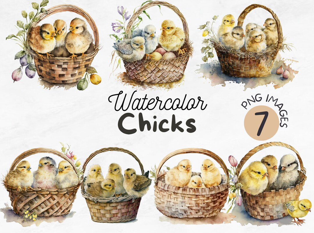 Watercolor Chicks in a Basket PNG | Chicken Png | Chicken Clipart ...
