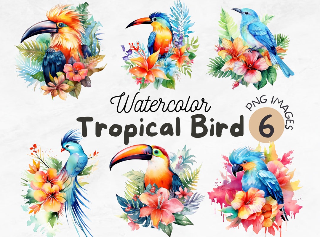 Watercolor Tropical Bird PNG Parrot Clipart Tropical Birds Bird Clipart ...