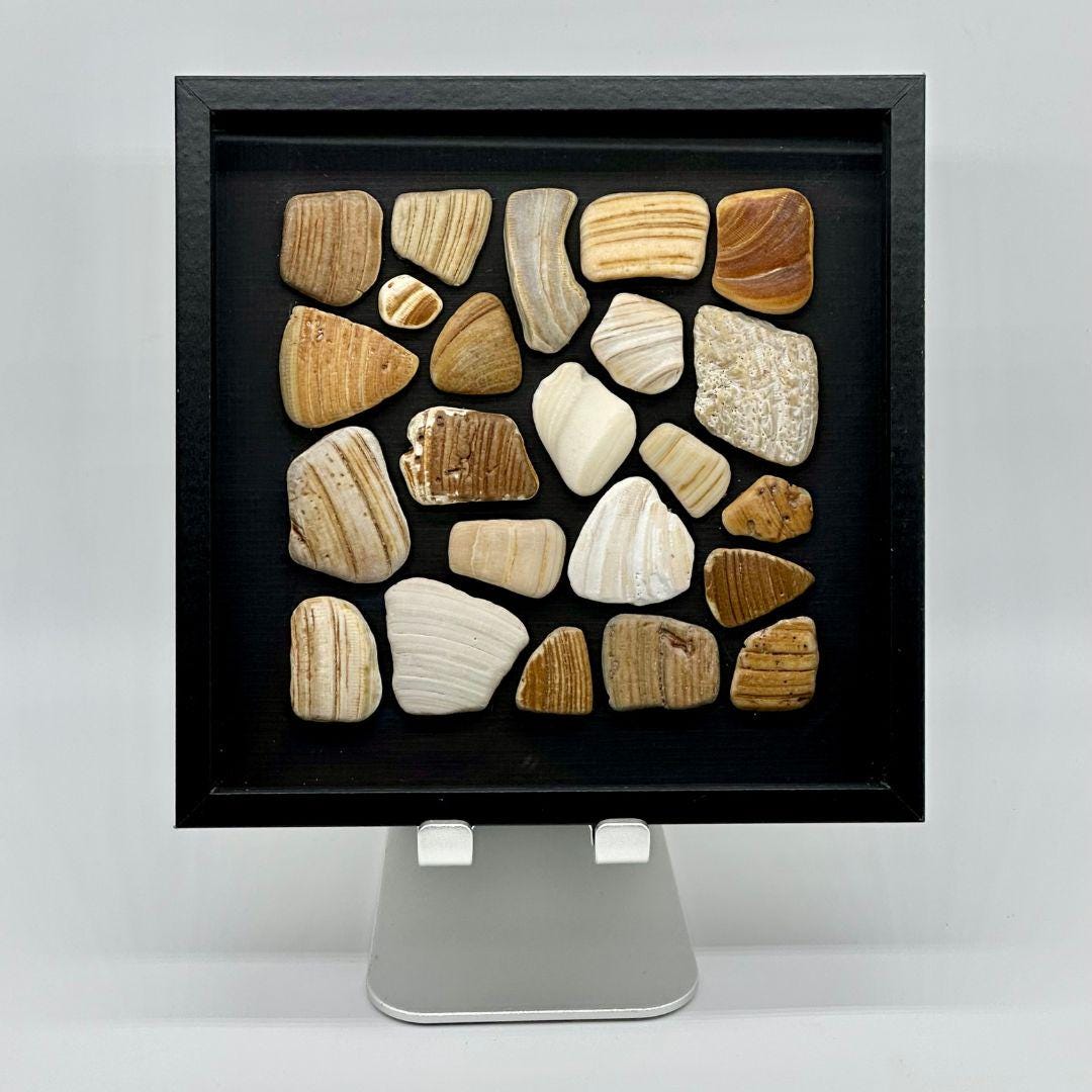 Shell Art. North Carolina Quahog Wampum Shell Pieces, Glued to Black ...