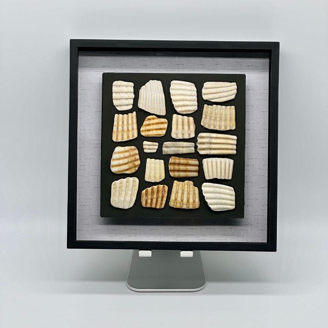 Shell Art. North Carolina Cockle and Ark Shell Pieces, Glued to Black ...