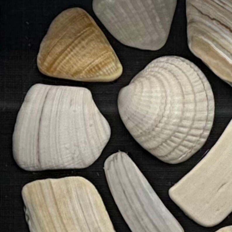 Shell Art. North Carolina Quahog Wampum Shell Pieces, Glued to Black ...