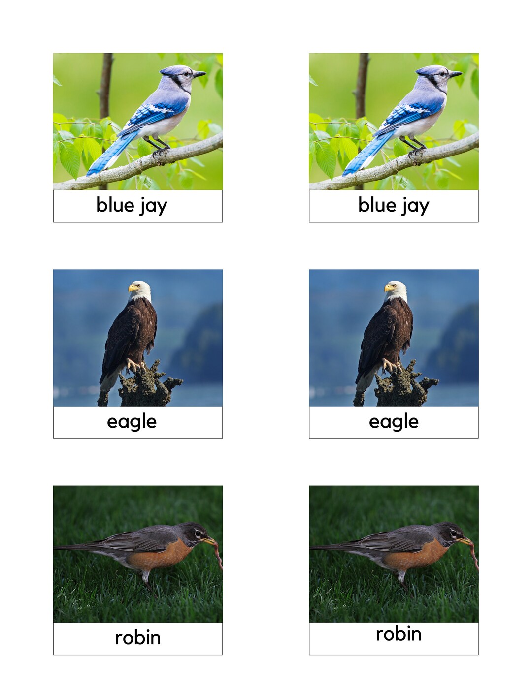 Bird 3 Part Cards/ Montessori Reading/ Printable Language Cards/ North ...