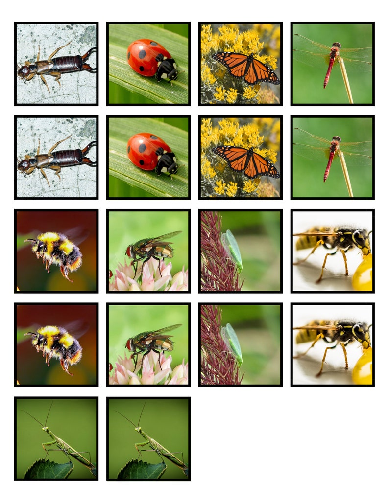 Montessori Bug Language Set/ 3 Part Cards/ Definition Booklet/ Memory ...