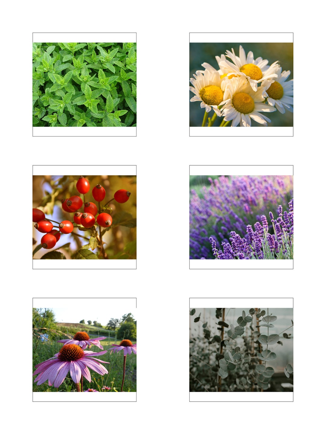 Montessori Classified Cards/ Nomenclature/ Printable/ Tea Herbs - Etsy
