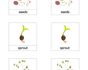 Types of Mammals/ Montessori Booklet/ Printable Montessori - Etsy