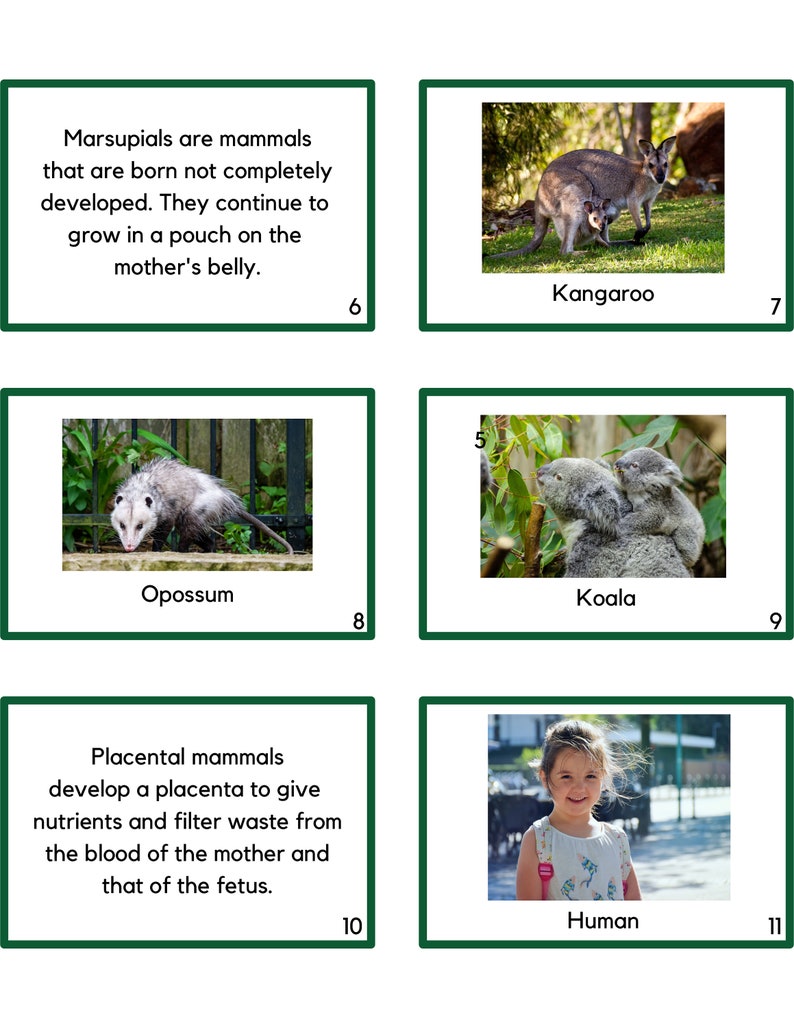 Types of Mammals/ Montessori Booklet/ Printable Montessori - Etsy