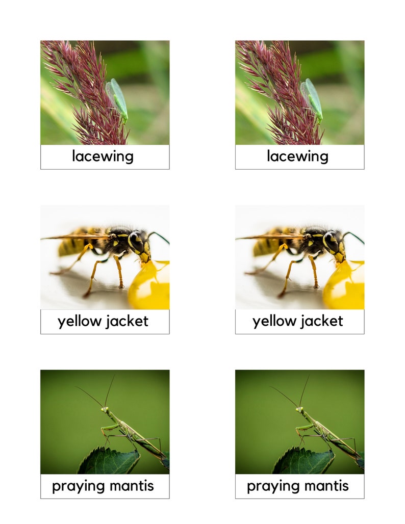 Montessori 3 Part Cards Beneficial Insects/ Bug Unit/ Garden Unit - Etsy
