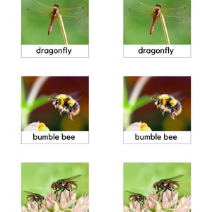 Montessori 3 Part Cards Beneficial Insects/ Bug Unit/ Garden Unit - Etsy