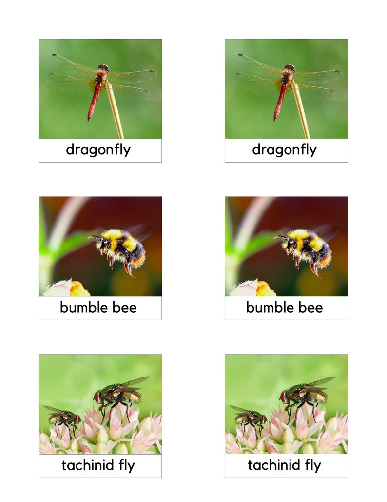 Montessori 3 Part Cards Beneficial Insects/ Bug Unit/ Garden Unit - Etsy