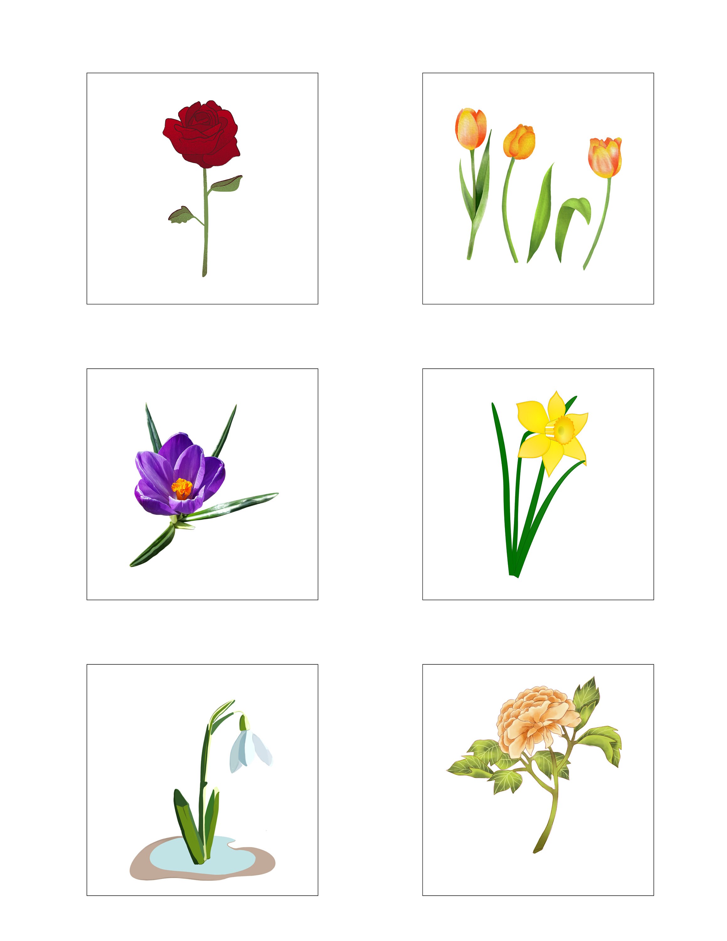 Montessori Nomenclature Cards/ Flower Classified Cards/printable - Etsy