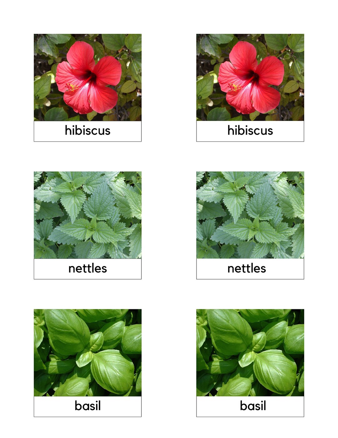 Montessori 3 Part Cards/herbs Used to Make Tea/plant Language Material ...