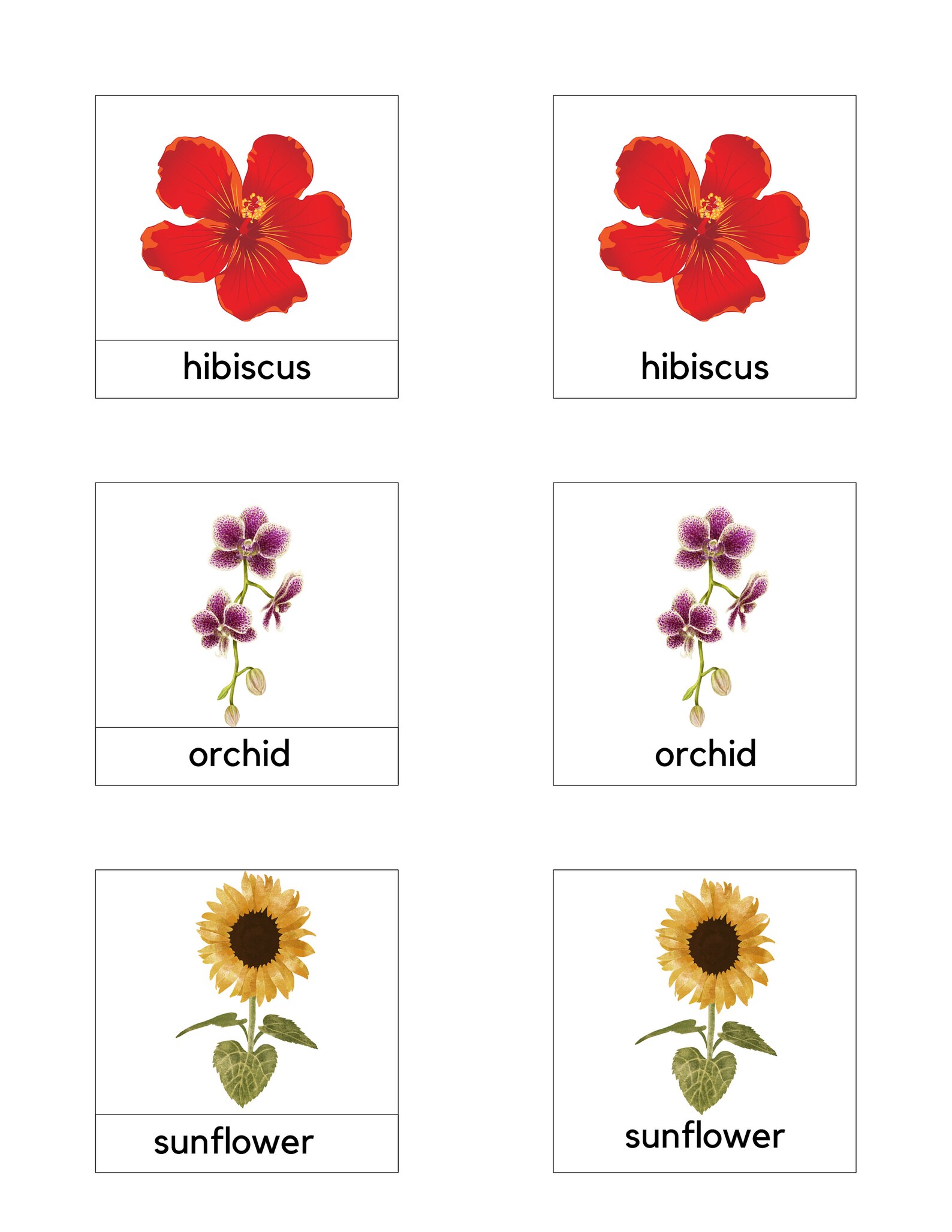 Montessori 3 Part Cards/flower Language Cards/spring Flowers/emergent ...